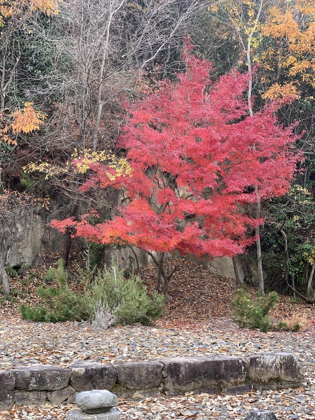 呉婆々宇山2024-12-07 / Nob-sanさんのウォーキングの活動データ | YAMAP / ヤマップ