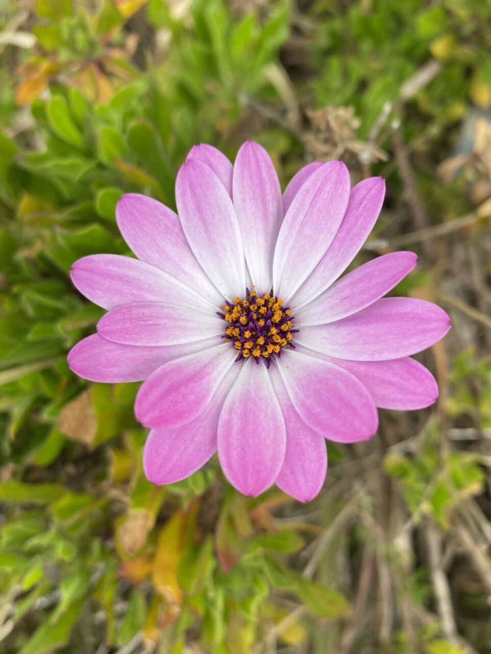 🌸2021.3.11🌸 『 オステオ... / ･:*+. tomo ꒰๑ϋ๑꒱♬*｡ﾟさんのモーメント | YAMAP / ヤマップ