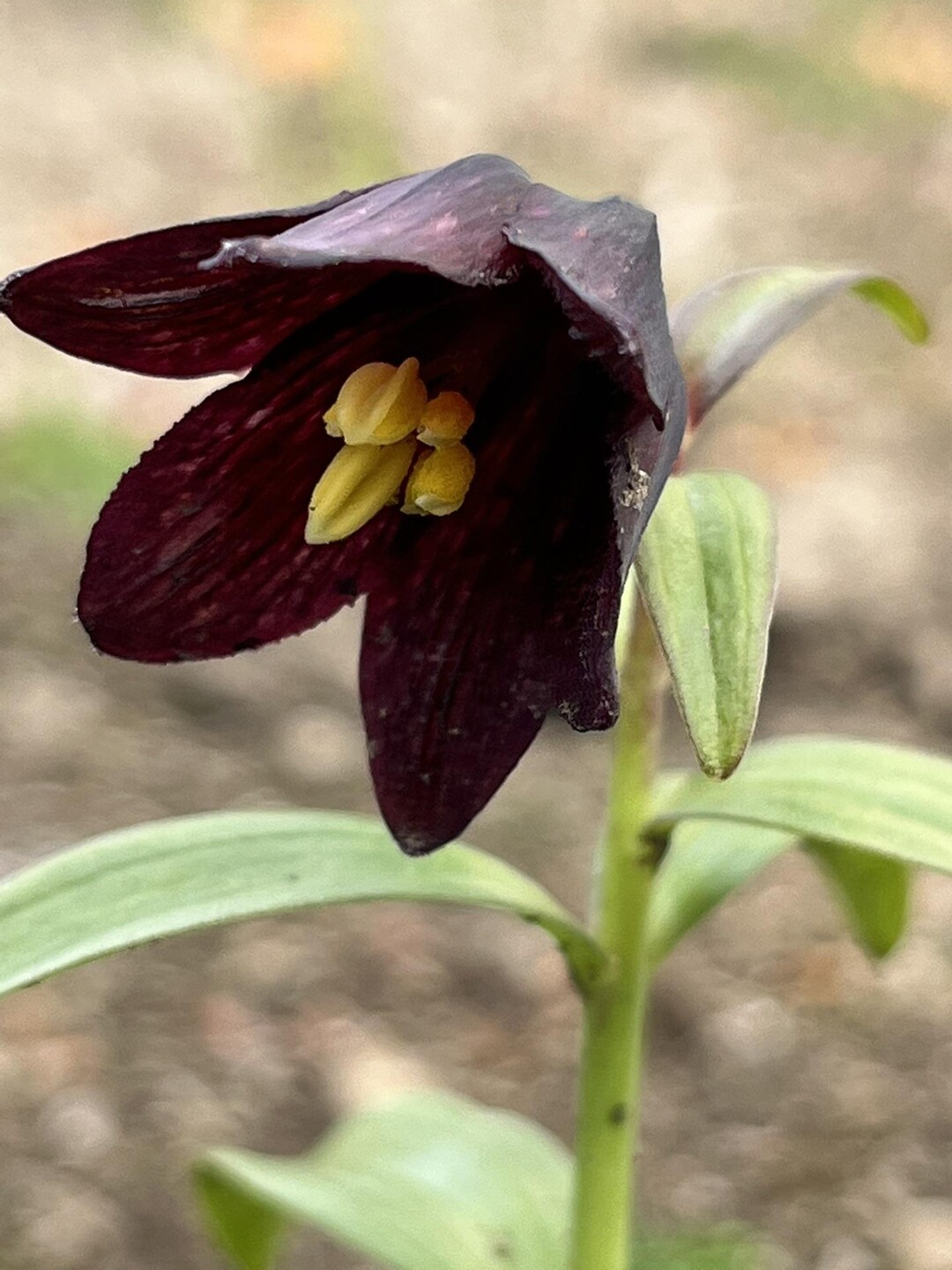 庭のクロユリが咲きました。 / 酒のみさんのモーメント | YAMAP / ヤマップ