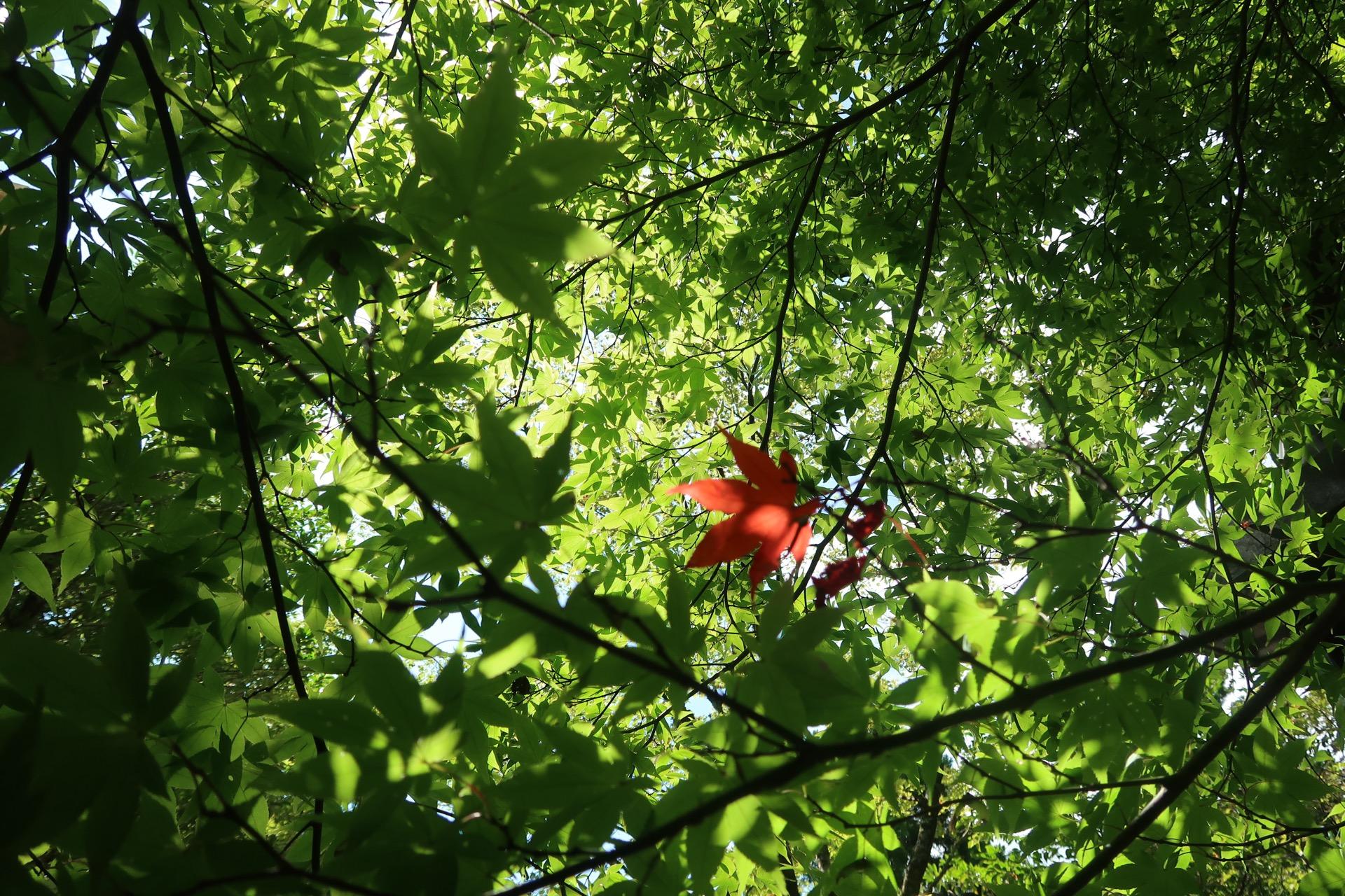 台風一過🌀 9月の大山トレーニング / heeさんの大山の活動データ | YAMAP / ヤマップ