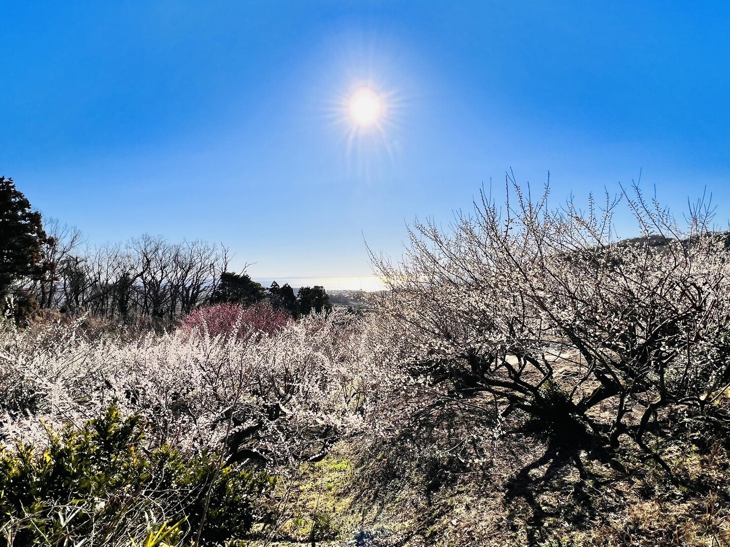 曽我丘陵＆渋沢丘陵（国府津駅から渋沢駅） / ZUNさんの不動山・浅間山・曽我山の活動データ | YAMAP / ヤマップ