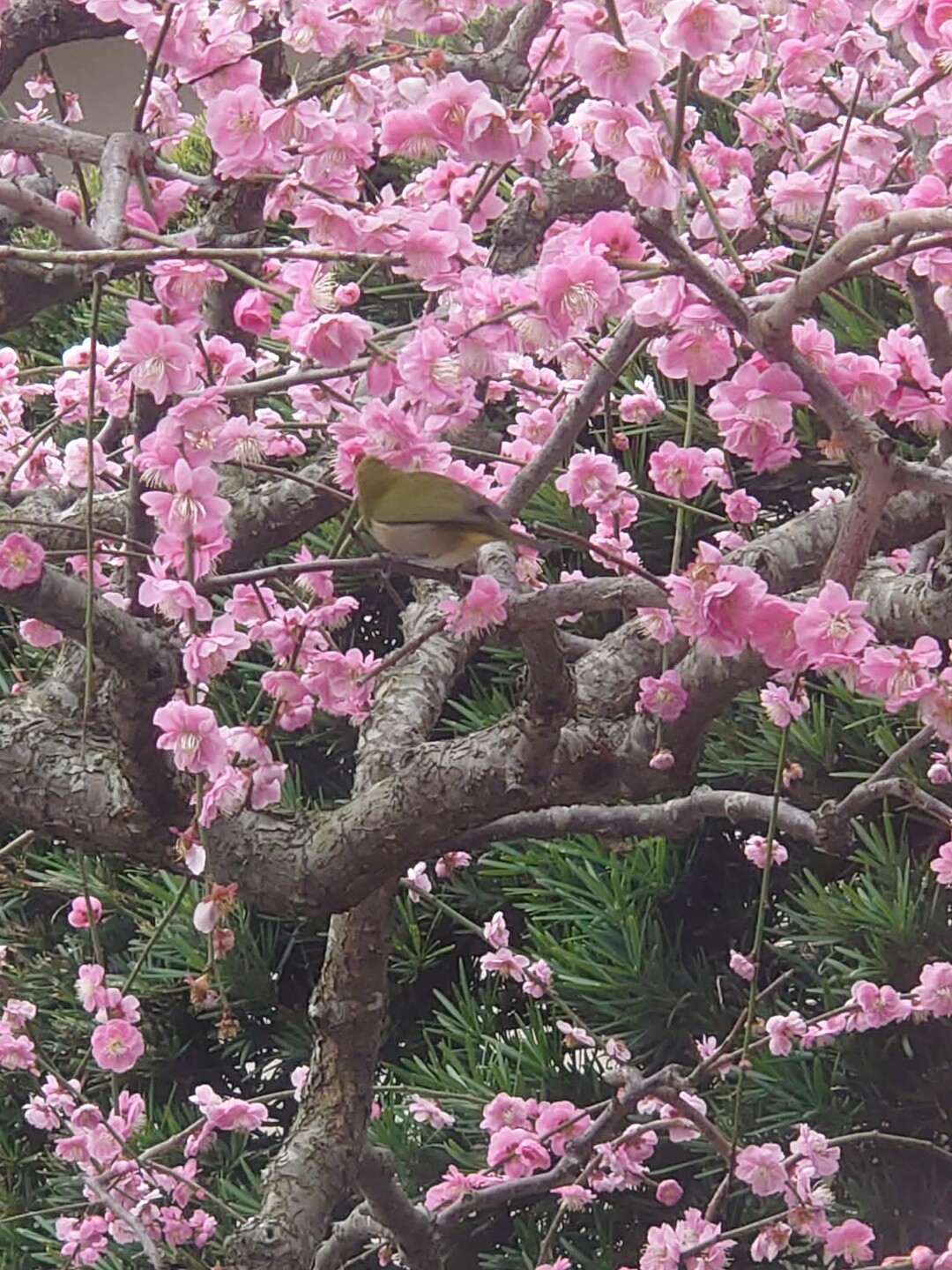 庭先の梅の木にメジロさんが！ / すえさんさんのモーメント | YAMAP / ヤマップ