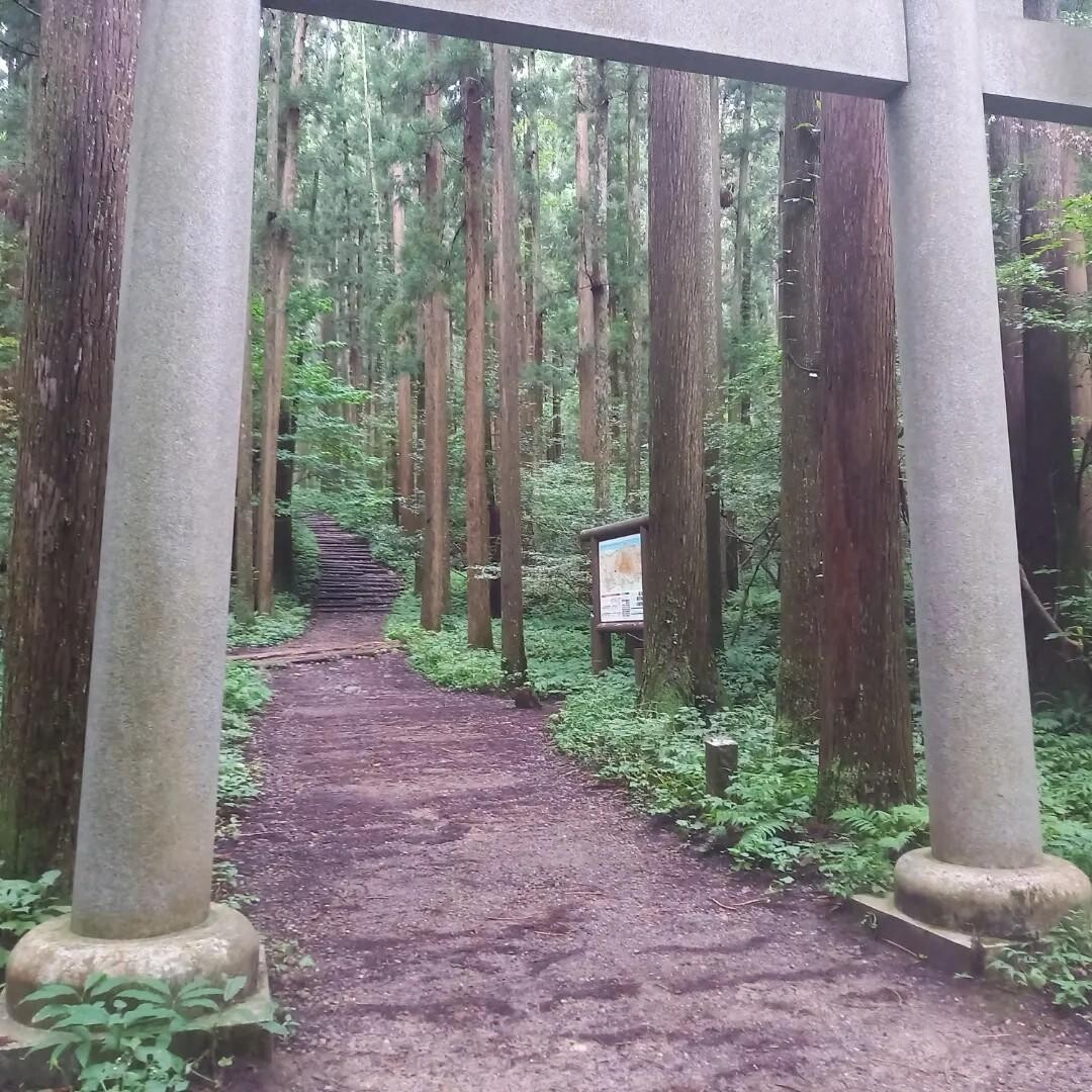 弥彦トトロ / d.hiroshiさんのモーメント | YAMAP / ヤマップ