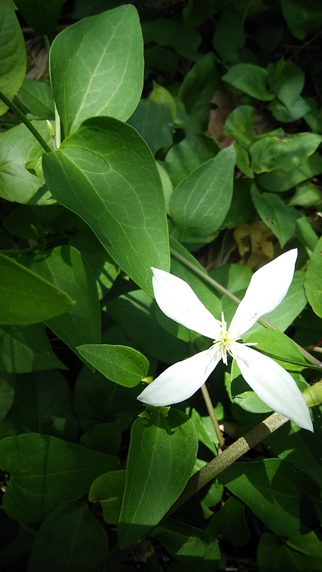 センニンソウかな / すーちゃんさんのモーメント | YAMAP / ヤマップ