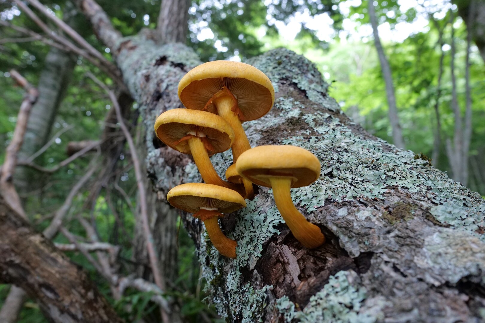 夏休み4連休で2年ぶりの阿寒エリアを攻め... / Cervo_SRさんのモーメント | YAMAP / ヤマップ