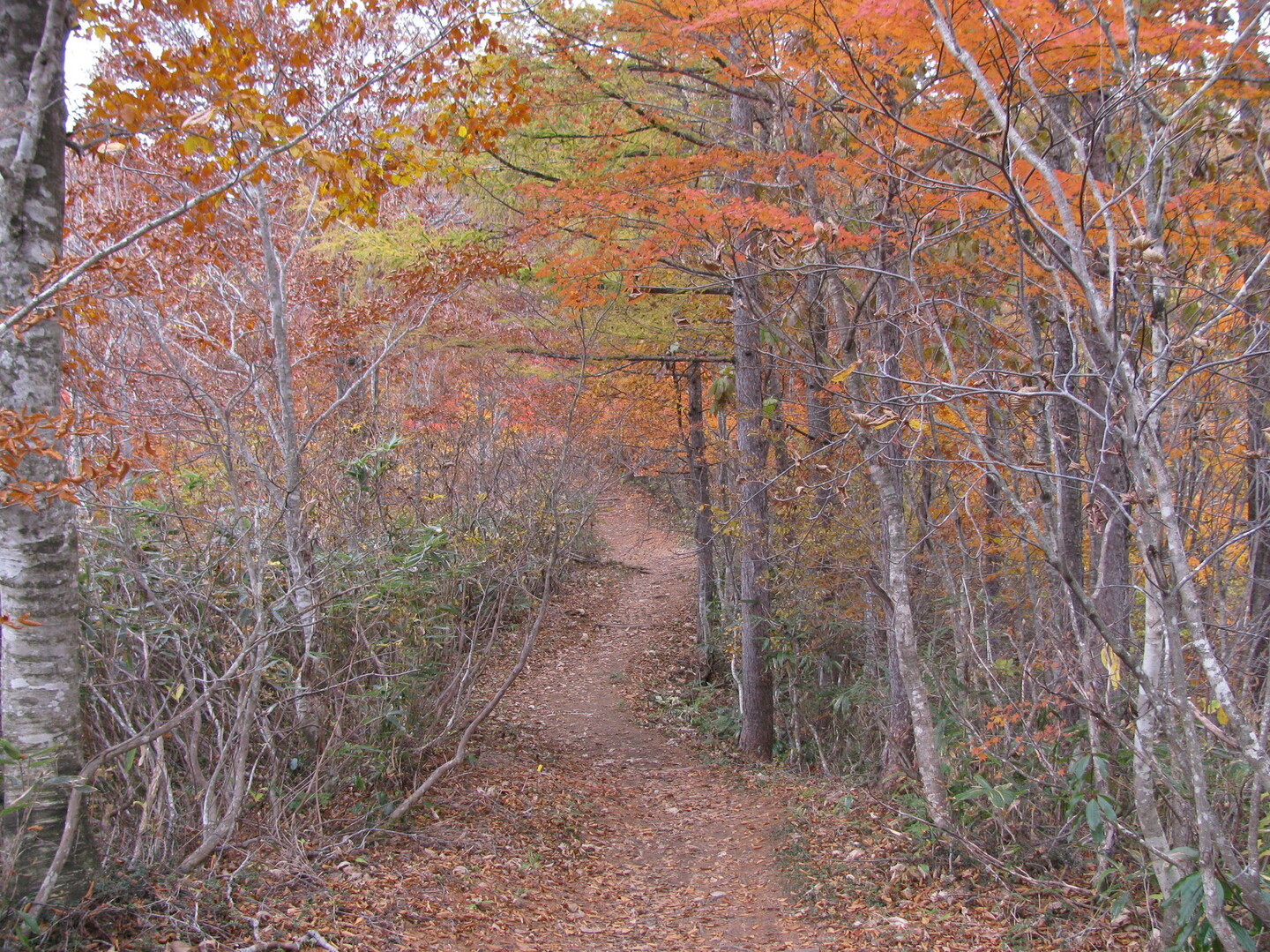 籾糠山（秋）天生峠～頂上ピストン / ukonさんの籾糠山の活動データ | YAMAP / ヤマップ