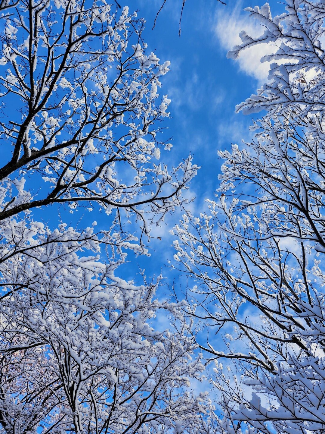 三ノ峠山🎍正月3日 / kokoさんの鋸山・三ノ峠山・八方台の活動データ | YAMAP / ヤマップ