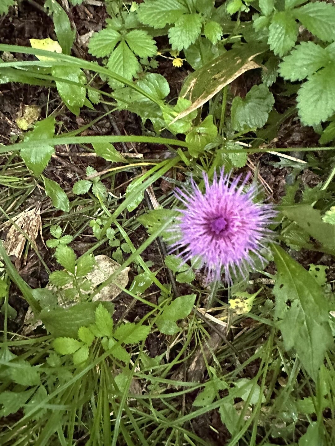 御嶽山・黒森山 / CHIEKO.Jさんの真昼岳・女神山・音動岳・黒森山の活動データ | YAMAP / ヤマップ