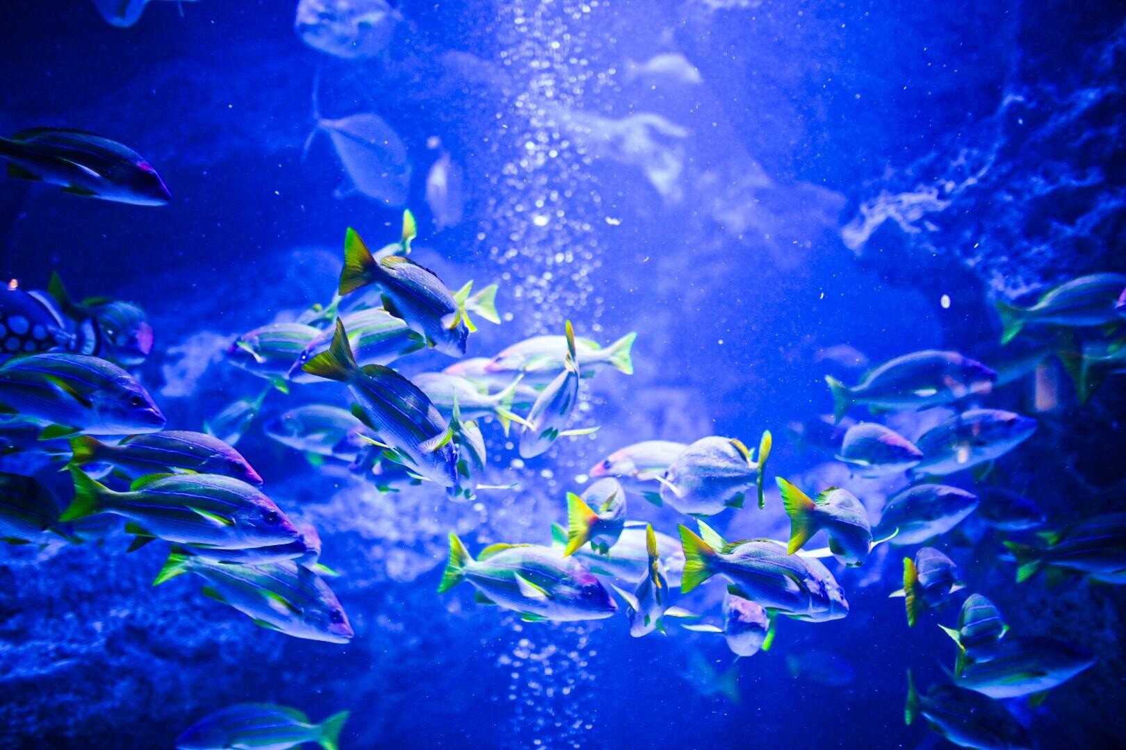 幻想的な世界 / GIさんのモーメント | YAMAP / ヤマップ