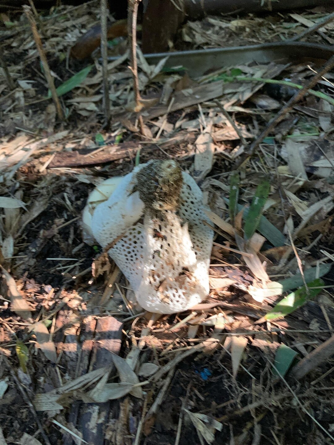 キヌガサタケが気になり行って来ました。 ... / 桔梗さんのモーメント | YAMAP / ヤマップ