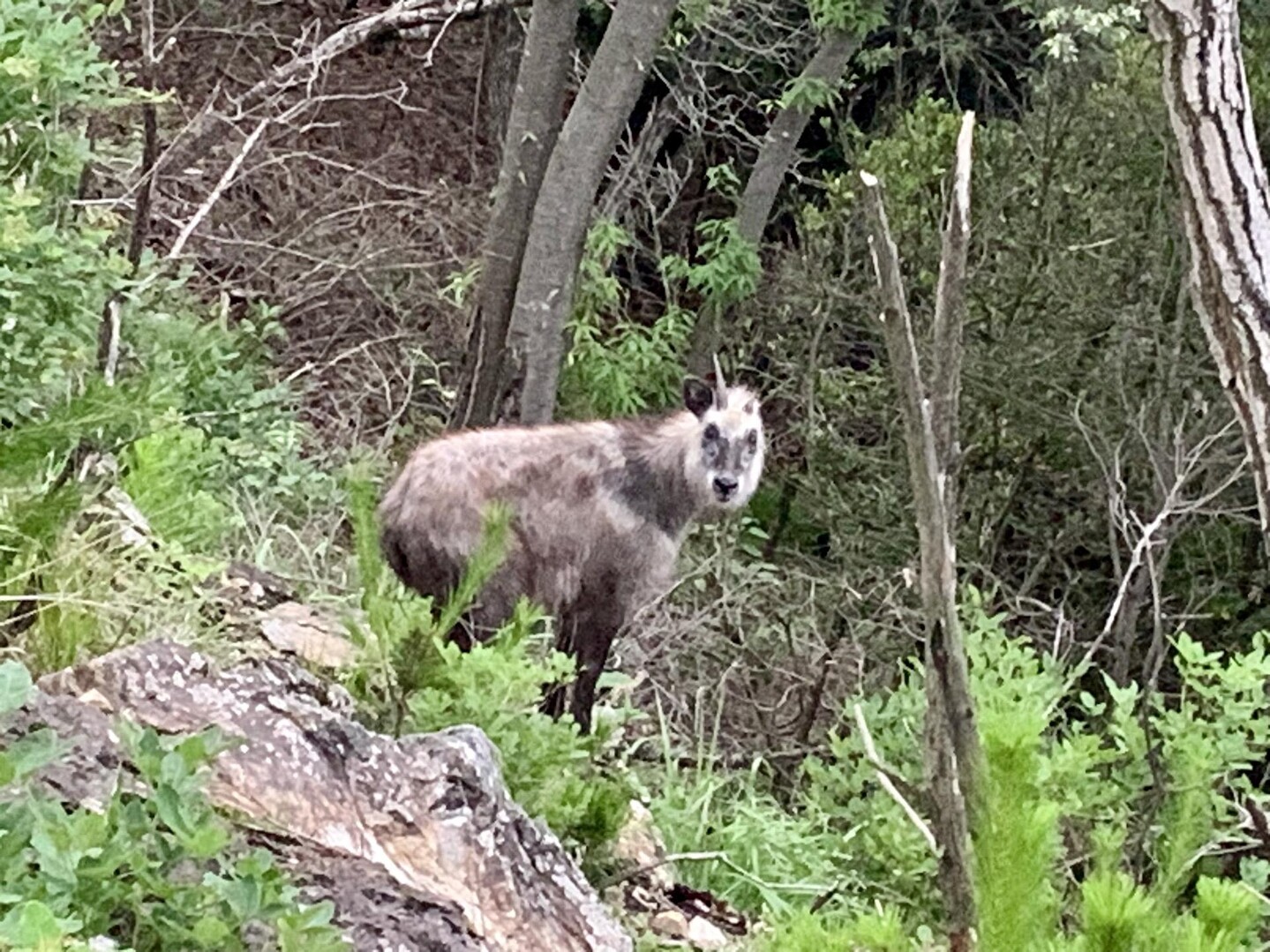 天狗山・両崖山・織姫神社 / ayu ayuさんの両崖山・仙人ヶ岳・石尊山の活動データ | YAMAP / ヤマップ