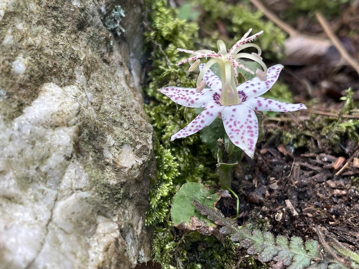 愛宕山 山トレ / watsonさんの愛宕山・三頭山・朝日峯の活動データ | YAMAP / ヤマップ