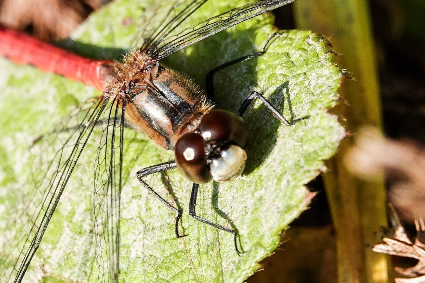 晩秋の樫原湿原。 / かもPさんの唐津市 浜玉町・七山エリアの活動日記 | YAMAP / ヤマップ