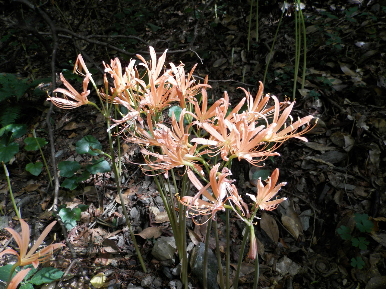 mahimoのページ | YAMAP / ヤマップ