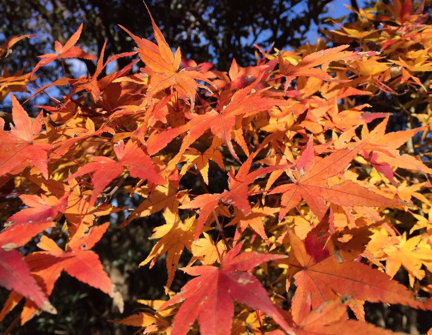 真っ赤&黄金色の 生駒山♫ / nonpui(ノンプイ)さんの生駒山・神津嶽・大原山の活動データ | YAMAP / ヤマップ