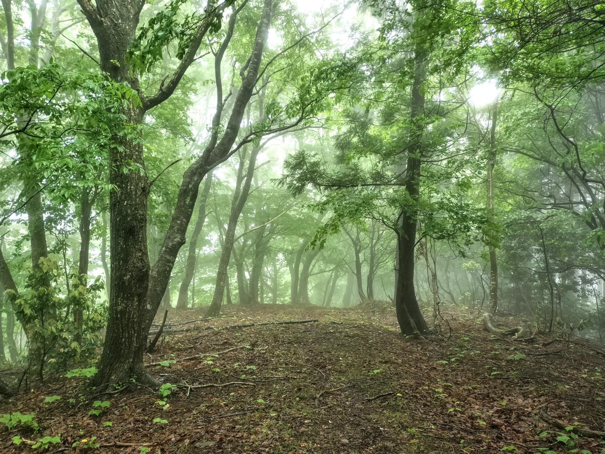 400座記念に金華山GT / つちのこ🌲さんの金華山・洞山・舟伏山の活動データ | YAMAP / ヤマップ