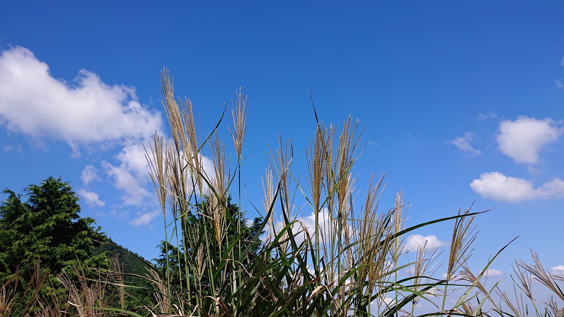 大山 / GuPOaraiさんの大山の活動データ | YAMAP / ヤマップ