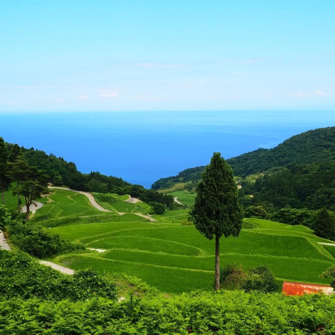 1ヶ月ぶりに岩首昇龍棚田に行ってきた。 ... / 天ぷらケンジJyJyさんのモーメント | YAMAP / ヤマップ