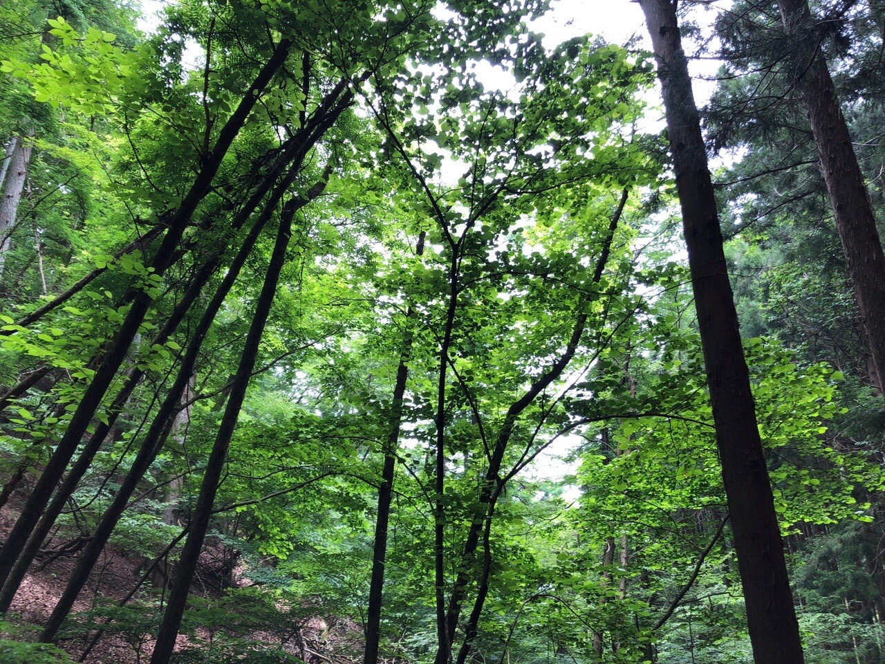 鳴神山 / GOYAさんの鳴神山・吾妻山の活動データ | YAMAP / ヤマップ