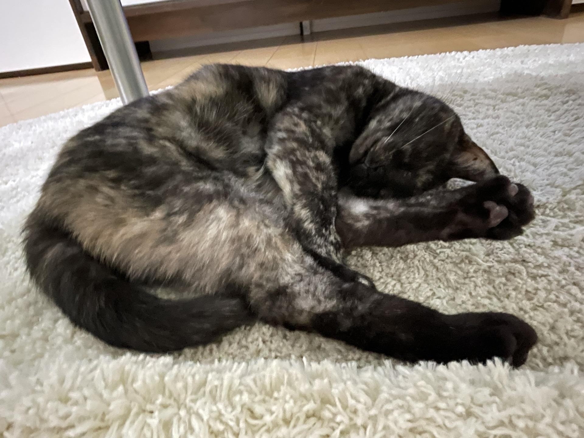 "DOMO不要です" おや？脚が攣ったの... / Kuさんのモーメント | YAMAP / ヤマップ