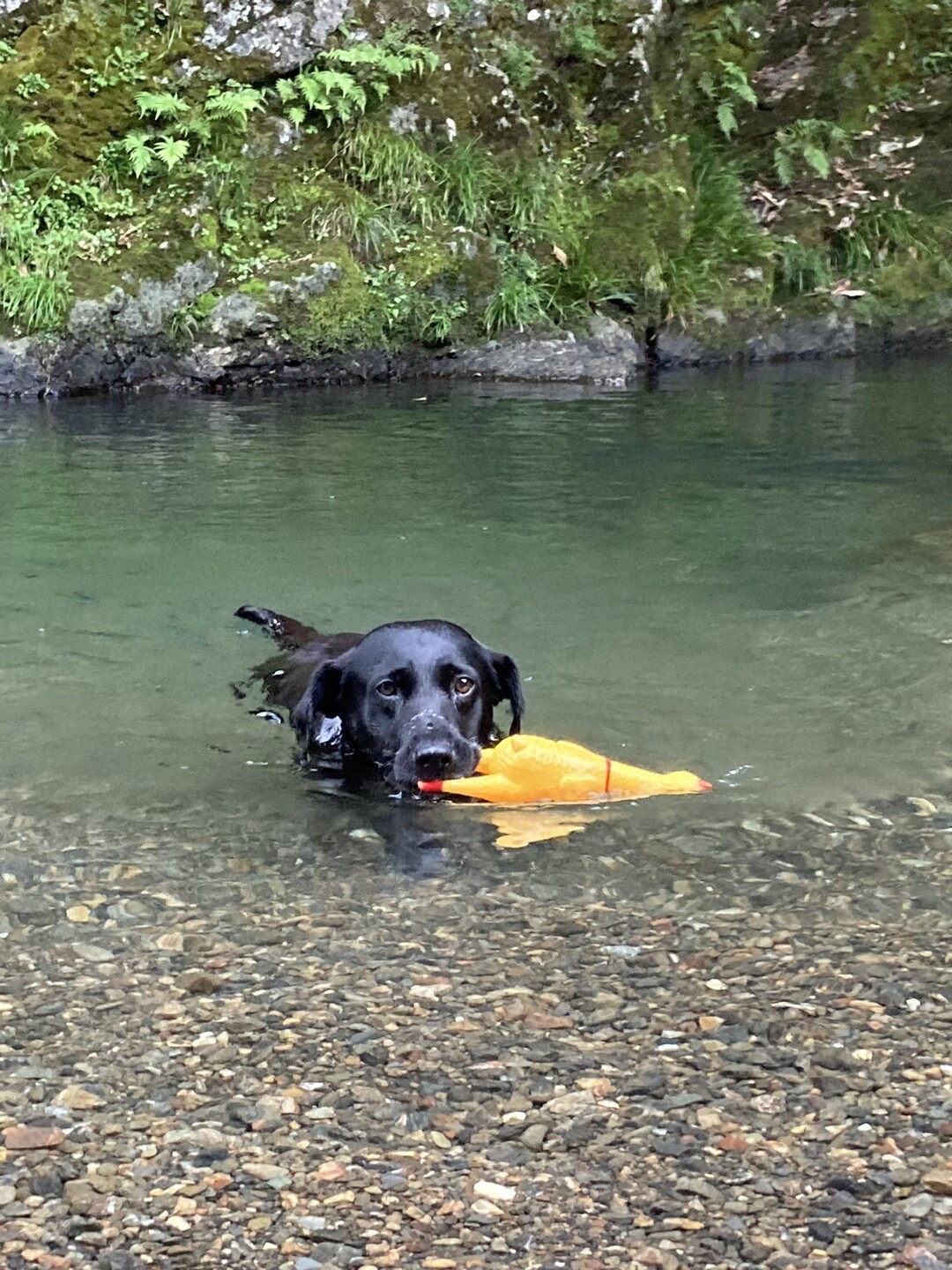 清滝川 今日も独り占め 毎日天気が怪しい... / みかん🐕‍🦺🍊さんのモーメント | YAMAP / ヤマップ