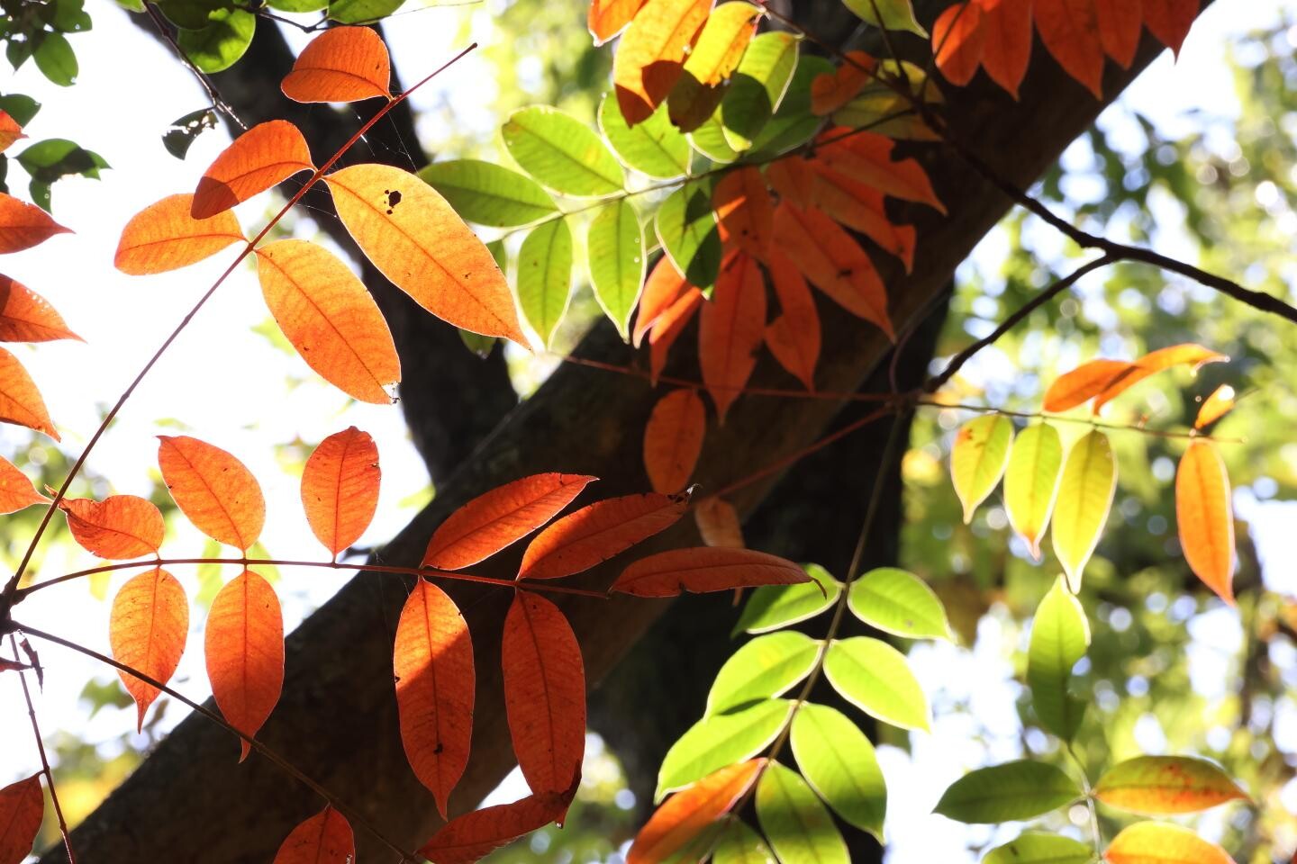 高崎山 / miippさんの大分市の活動データ | YAMAP / ヤマップ