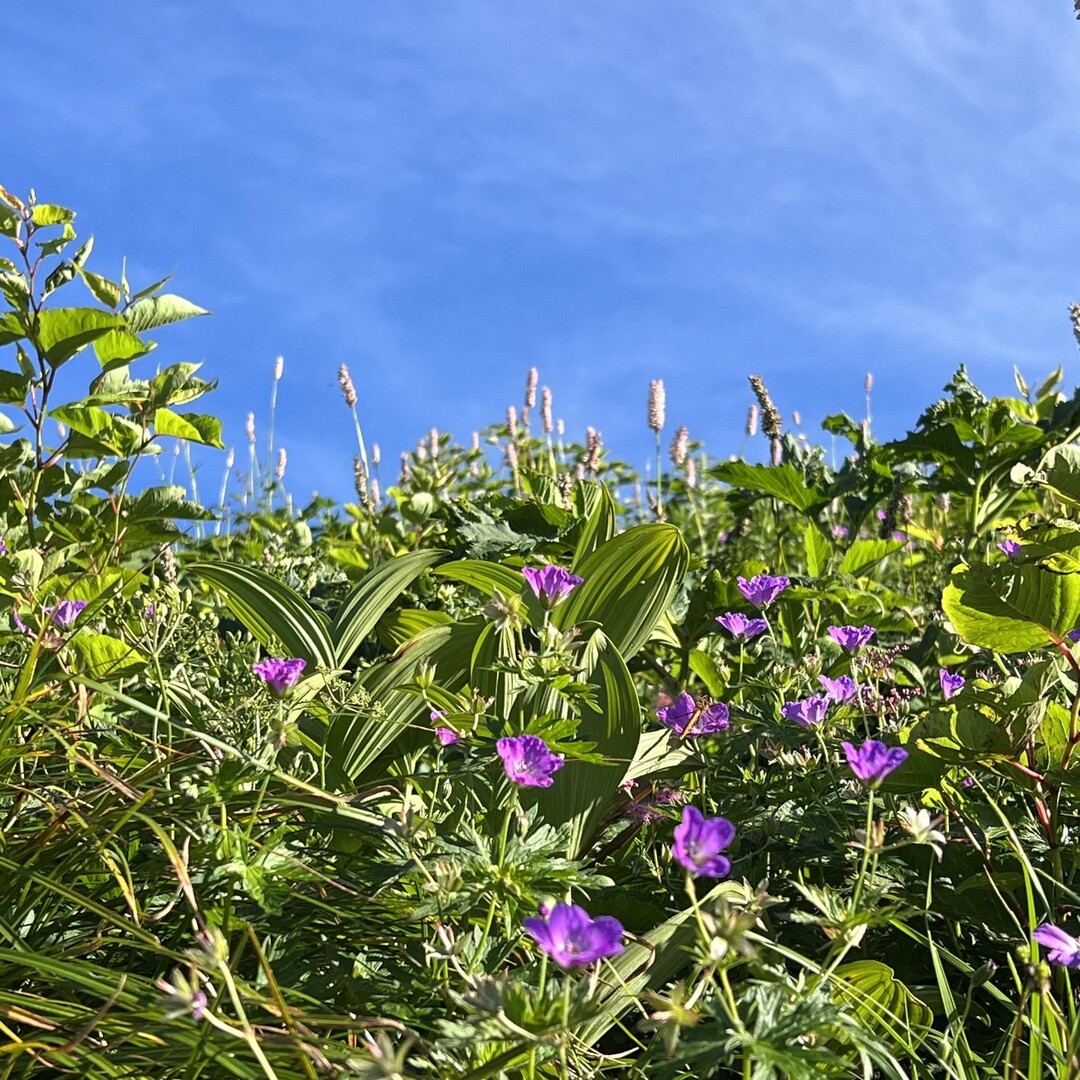 白山（御前峰） / jyamiさんの白山・別山・銚子ヶ峰の活動データ | YAMAP / ヤマップ