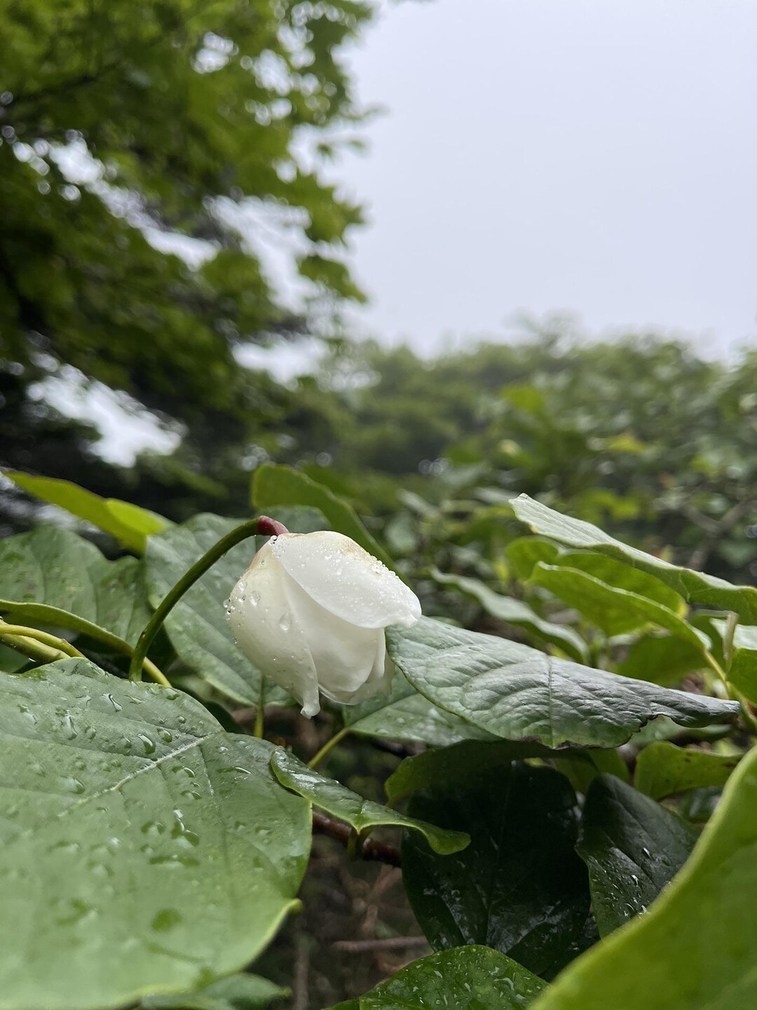 lazy hiking☆彡 八経ヶ岳 / mojaさんの八経ヶ岳の活動データ | YAMAP / ヤマップ