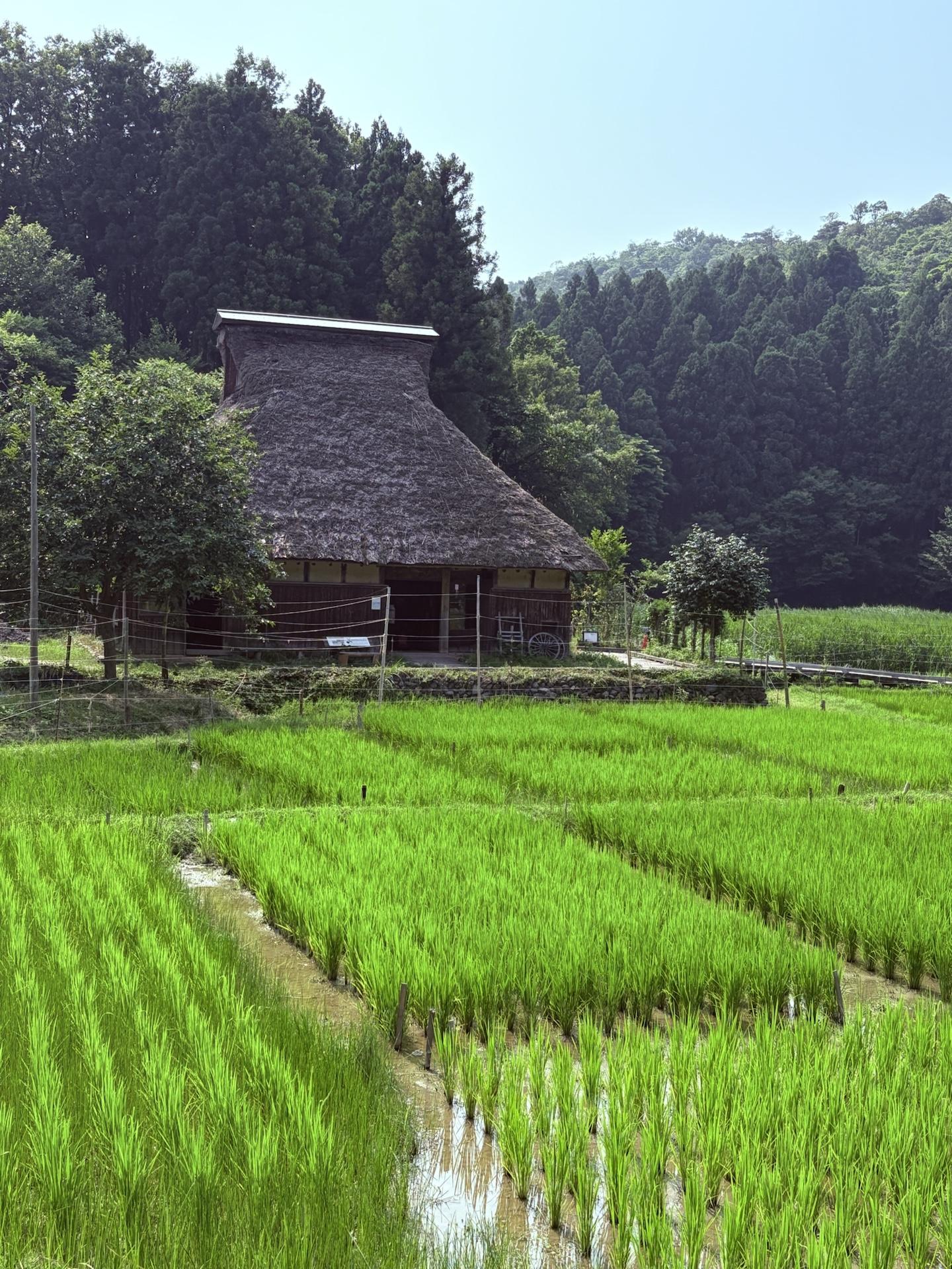 濡れタオル首に巻いて 天筒山 / miniさんの天筒山・中池見湿地の活動データ | YAMAP / ヤマップ