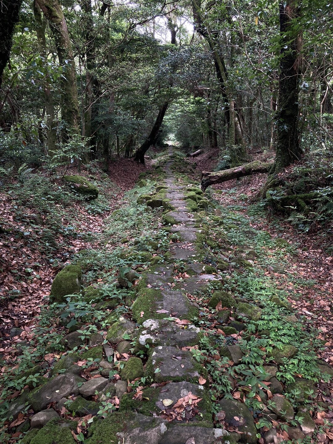 安満岳 / koyunisoさんの安満岳の活動データ | YAMAP / ヤマップ