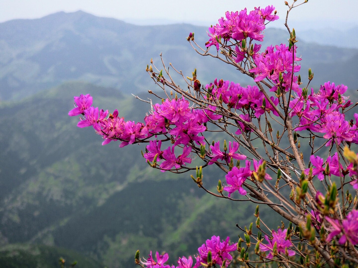 祇園山・揺岳-2023-04-19 / mkさんの揺岳・祇園山の活動データ | YAMAP / ヤマップ