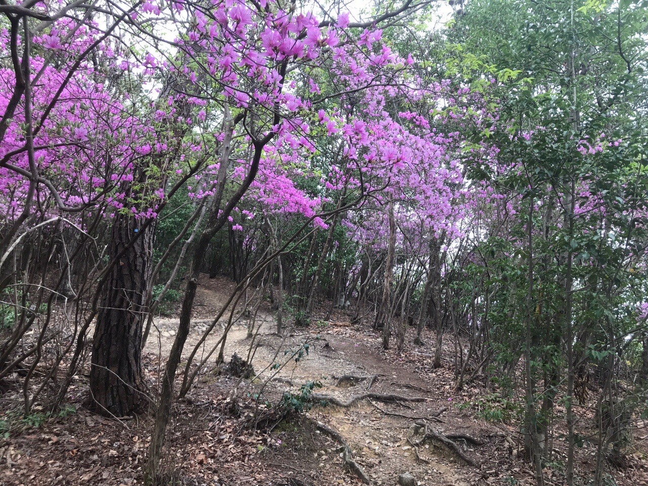 ぷーさん5646さんの投稿したフィールドメモ | YAMAP / ヤマップ