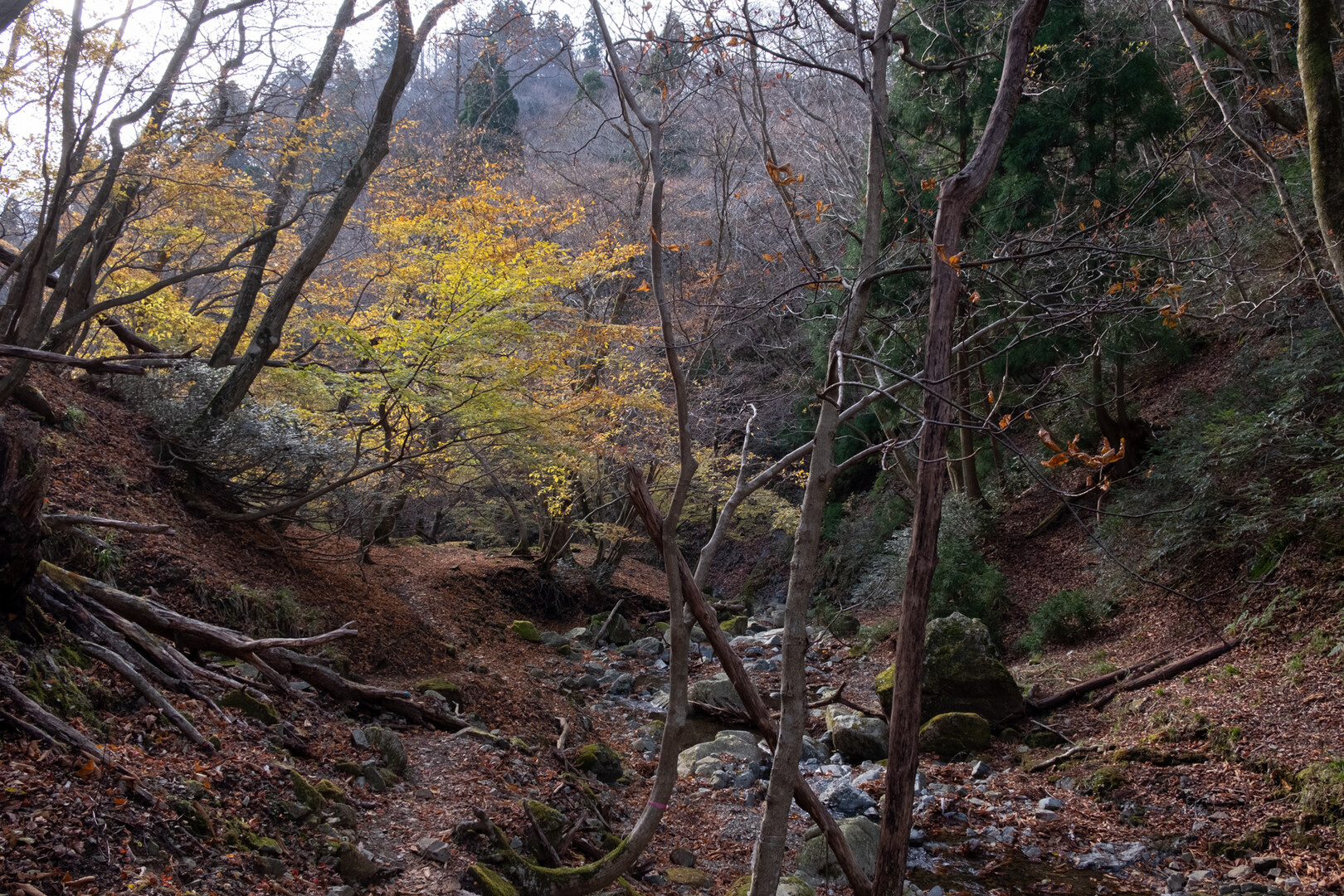 晩秋の鈴鹿 雨乞岳 / hkhg_yさんの御在所岳（御在所山）・雨乞岳の活動データ | YAMAP / ヤマップ
