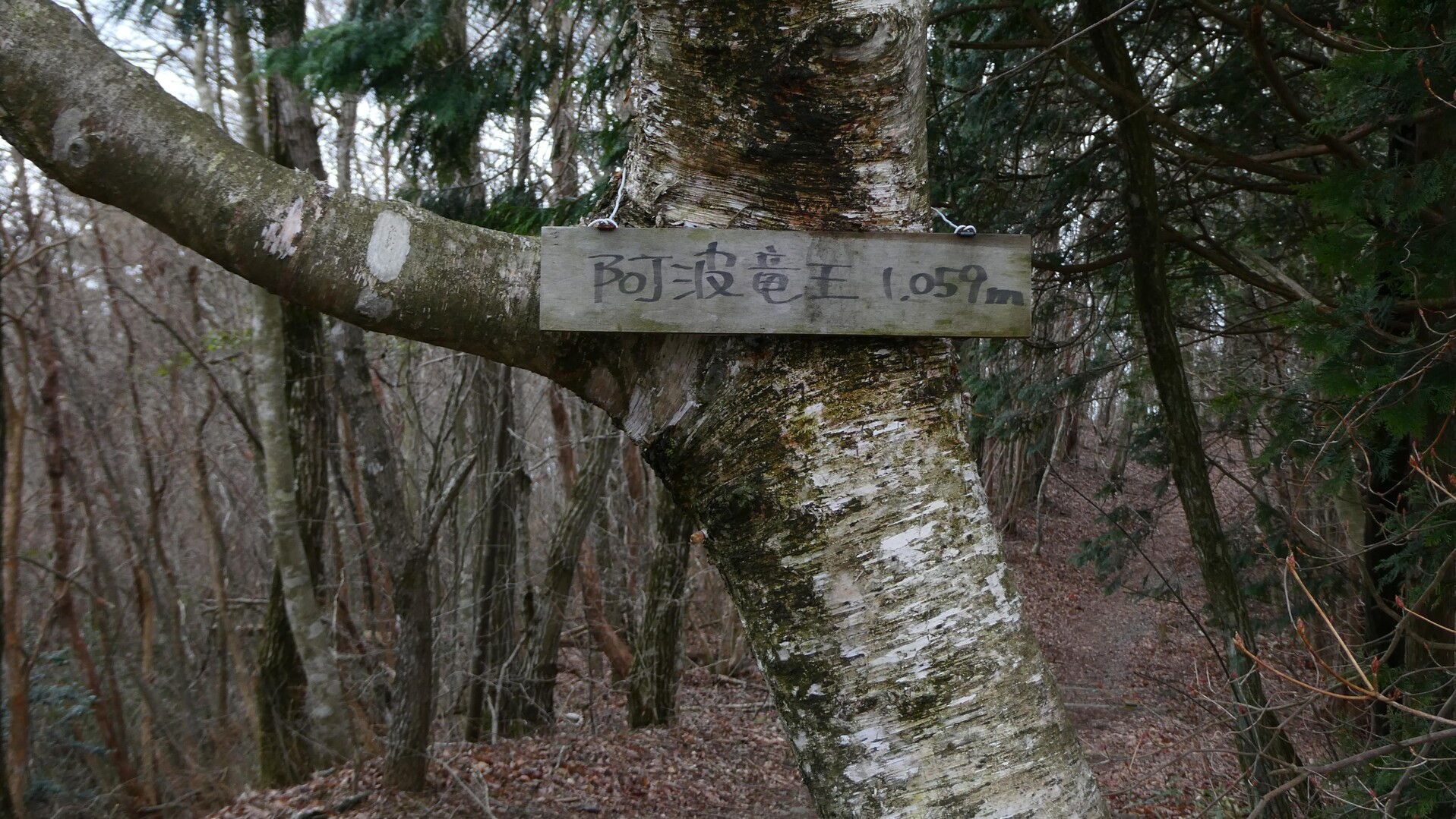 美女山・鷹林山・讃岐竜王・阿波竜王 / suejirouさんの竜王山（讃岐山脈）・大川山の活動データ | YAMAP / ヤマップ