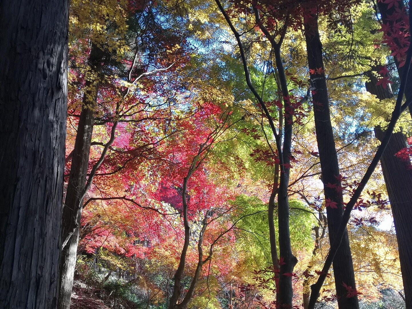 今日は延寿寺の素晴らしい🍁 ️💛💚 / yoyoさんの荒神山の活動データ | YAMAP / ヤマップ