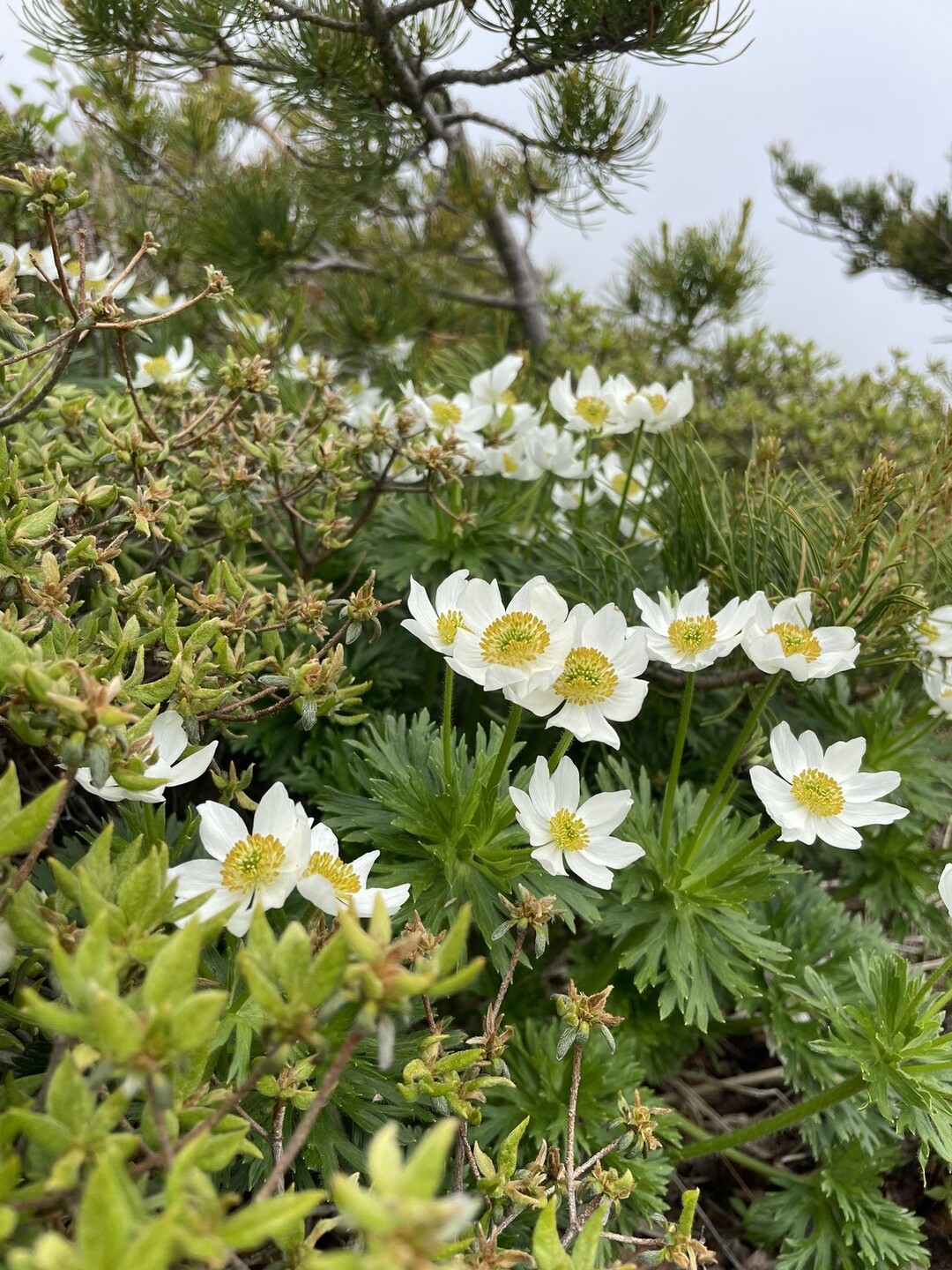 花盛り南蔵王 前山〜不忘山（御前岳） / cha-shuさんの蔵王山・雁戸山・不忘山の活動データ | YAMAP / ヤマップ