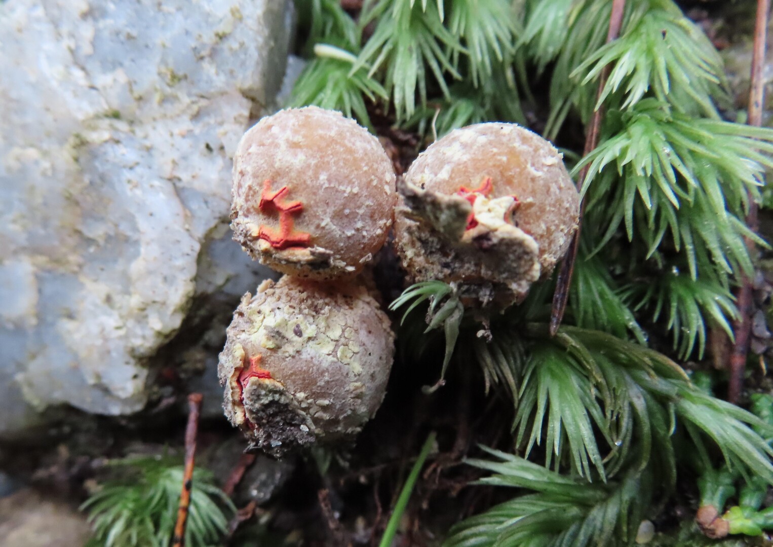 矢田丘陵のお散歩中に、ドーナツボールが落... / Howardさんのモーメント | YAMAP / ヤマップ