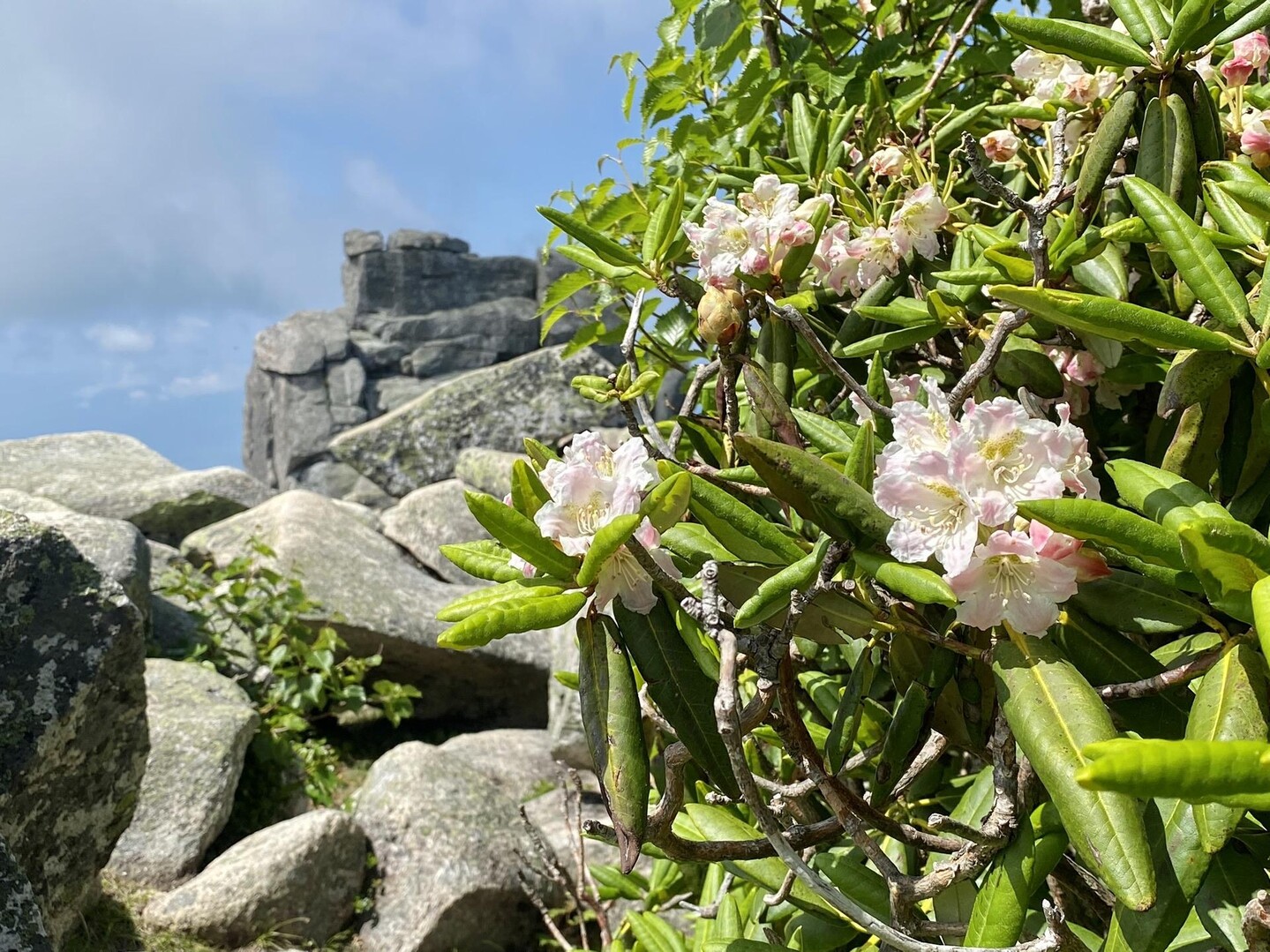 金峰山…石楠花に会いたくて。 / 3to4さんの瑞牆山・金峰山の活動データ | YAMAP / ヤマップ