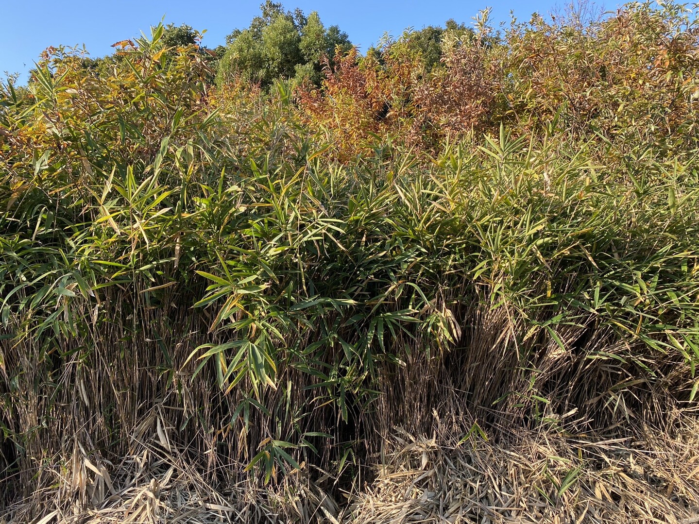 東三河一周トレイルの吉祥山から東山まで。三角点をめぐりながら。 / rieさんの吉祥山の活動日記 | YAMAP / ヤマップ