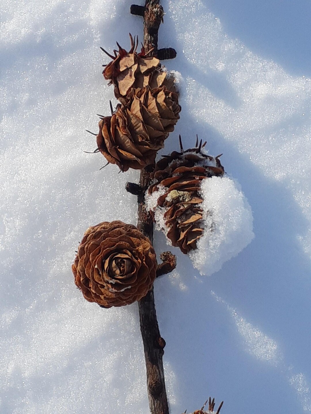 赤坂山 / noriGさんの三角山・大倉山・円山の活動データ | YAMAP / ヤマップ