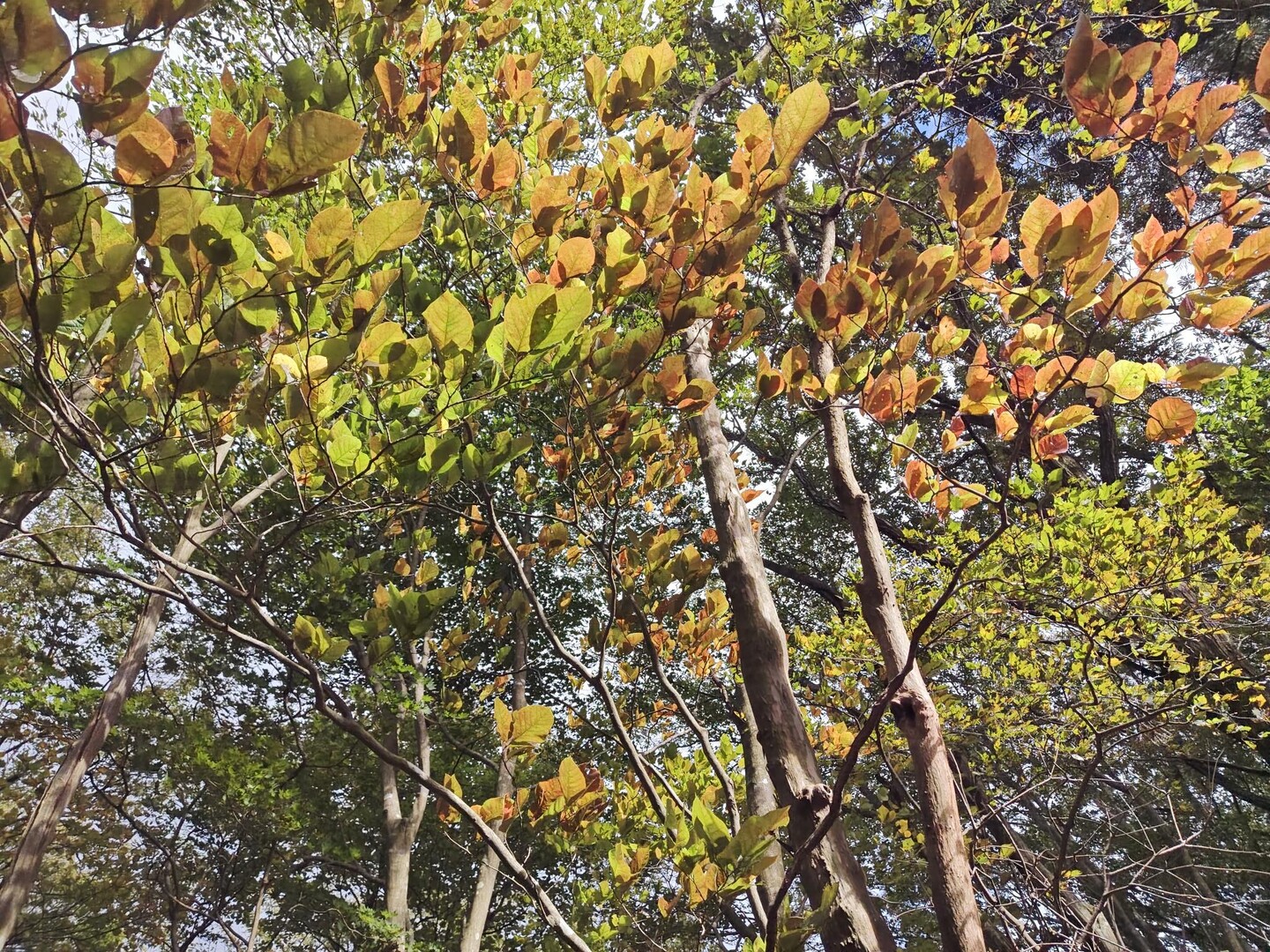 鈴鹿300座7座GET🎶 ヤマゴエ 猿ヶ山 高取 比婆山 イワス イブキ 西ノ峰 / やいちんエリザベスさんの霊仙山の活動データ | YAMAP / ヤマップ