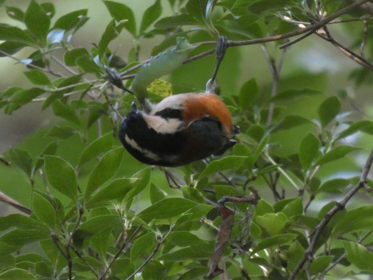 午後から天気が悪化する予報。「ならば野鳥... / 山等兵さんのモーメント | YAMAP / ヤマップ