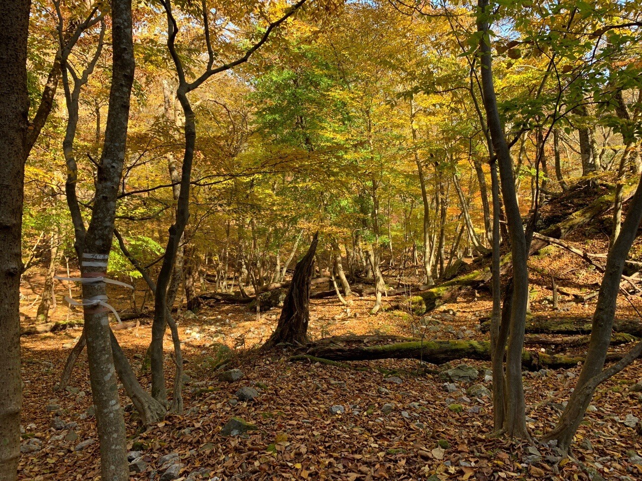 podoryさんの投稿したフィールドメモ | YAMAP / ヤマップ