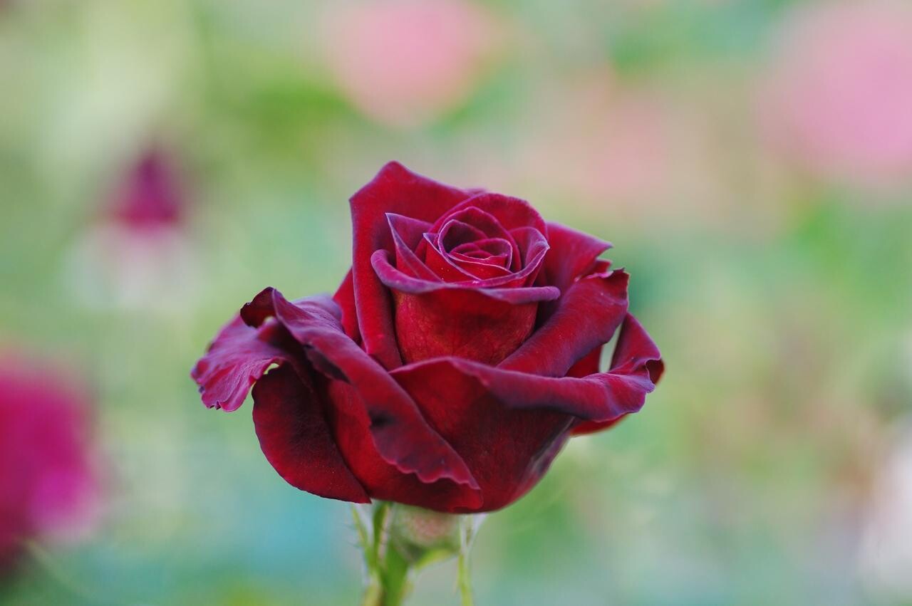 生田緑地ばら苑でお写んぽ_ランニング-2024-11-04 / ichiさんのランニングの活動日記 | YAMAP / ヤマップ