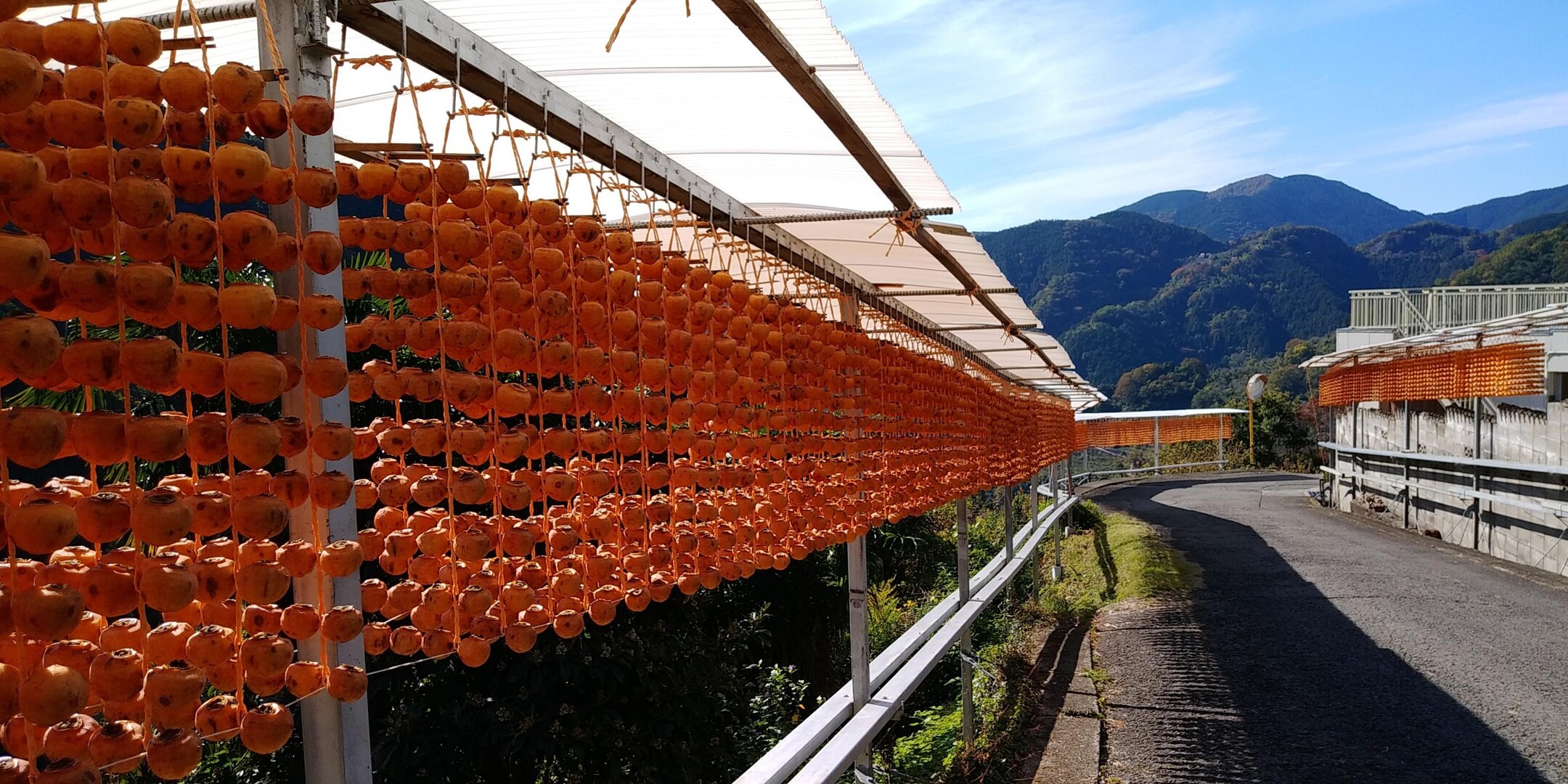 燈明岳・畑山・宿山・三国山、そして串柿の里 / イチローさんの葛城修験エリアマップ（友ヶ島～和泉山脈周辺）の活動データ | YAMAP / ヤマップ
