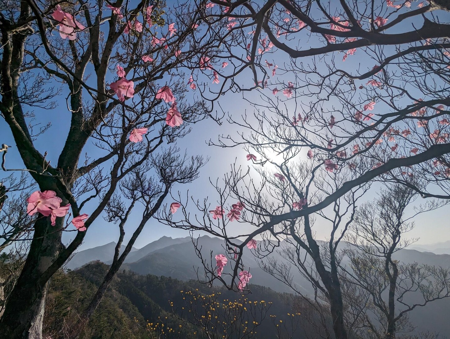 akebo〜no🌸akebo〜no🌸ケダラバッパ🌸 赤川浦岳 / H.Lily(花ちゃん)さんの祖母山の活動データ | YAMAP / ヤマップ