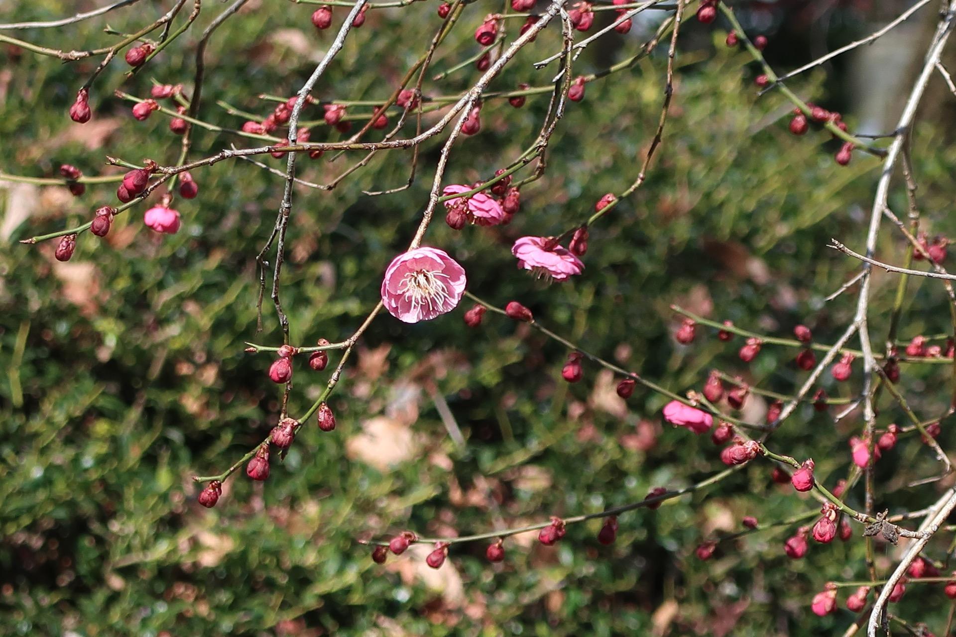 登山歩き方講習会に参加@高尾山 / heeさんの高尾山・陣馬山・景信山の活動データ | YAMAP / ヤマップ