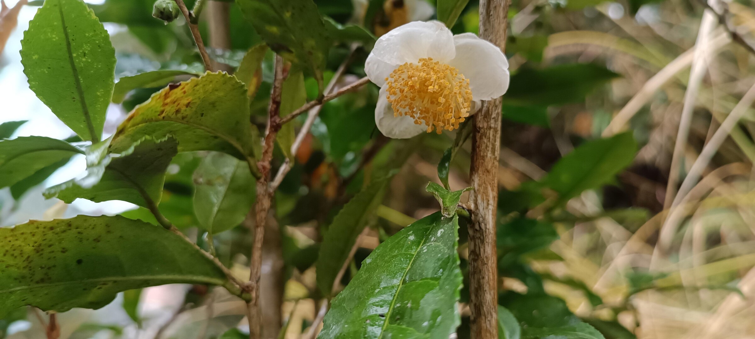 アカメダファミリア / walkinさんの由良川の活動データ | YAMAP / ヤマップ