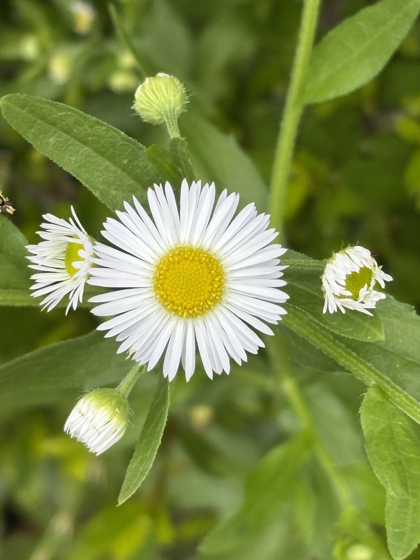 どんよりとした天気 天筒山 / miniさんの天筒山・中池見湿地の活動データ | YAMAP / ヤマップ