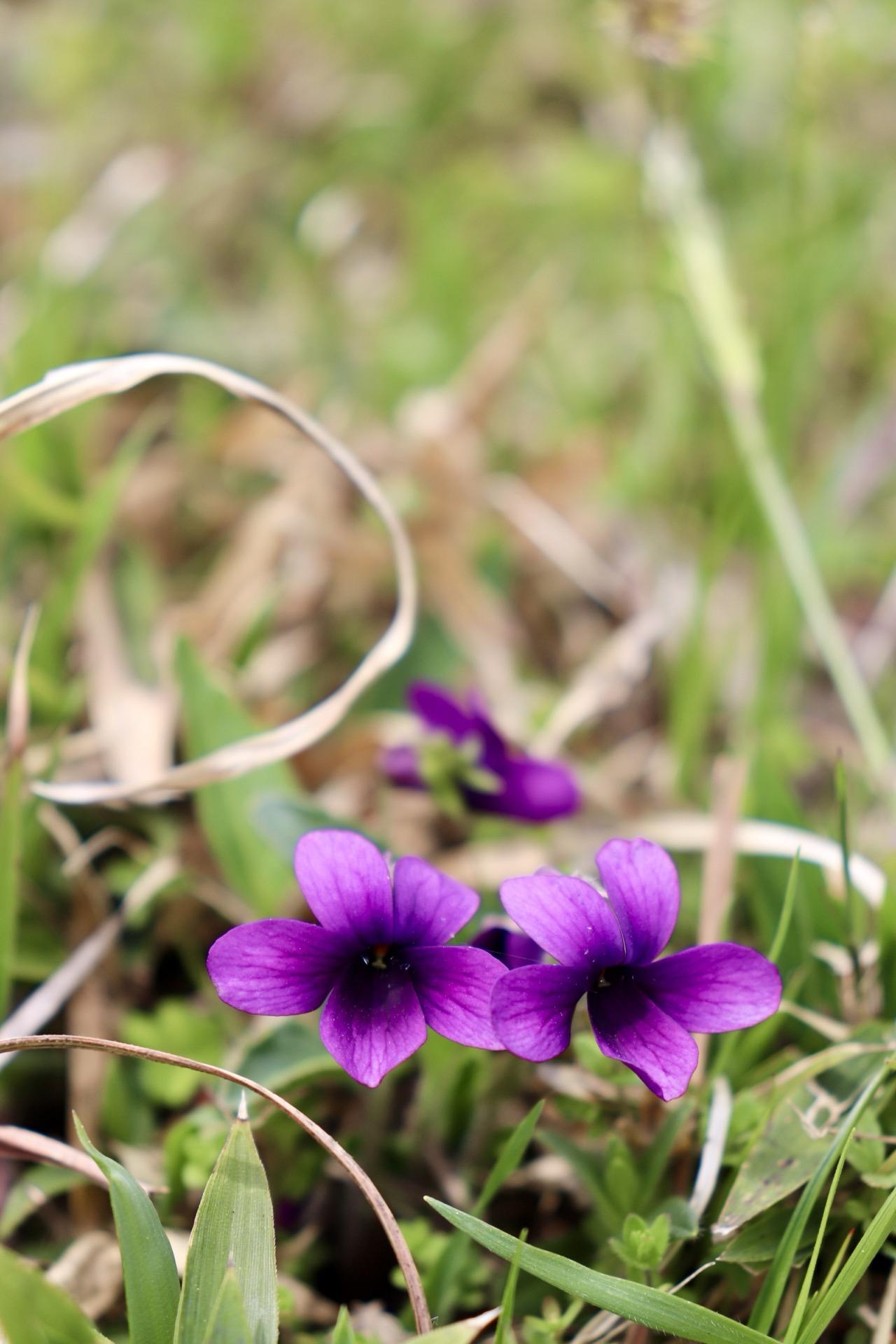 伊吹山② お花観察会にて ミョウジンスミ... / hideさんのモーメント | YAMAP / ヤマップ